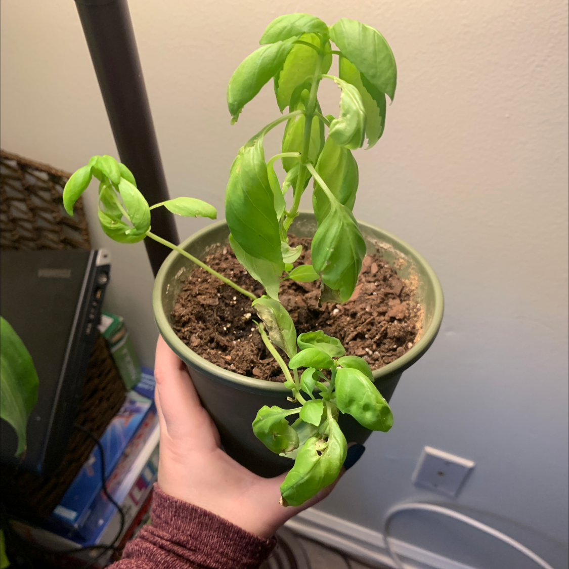 Common Thai Basil Problems