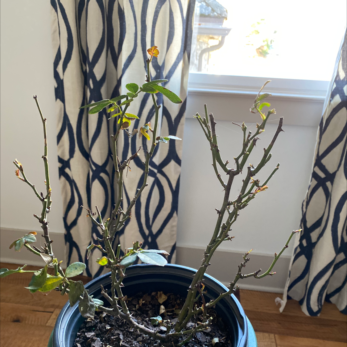 How Do I Fix knockout rose 'radrazz' root rot?