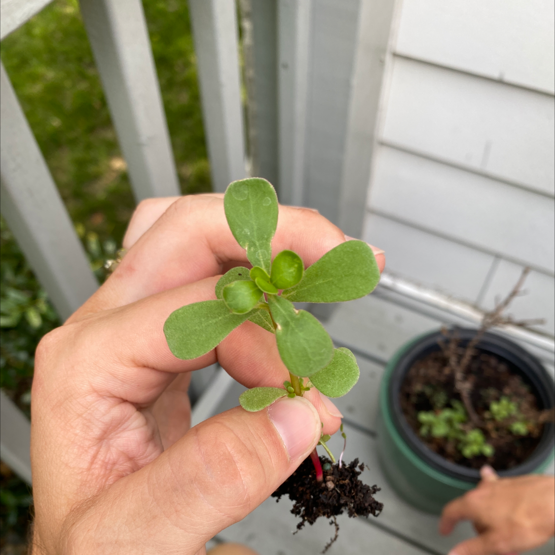 Symbolism And Benefits Of The Common Purslane