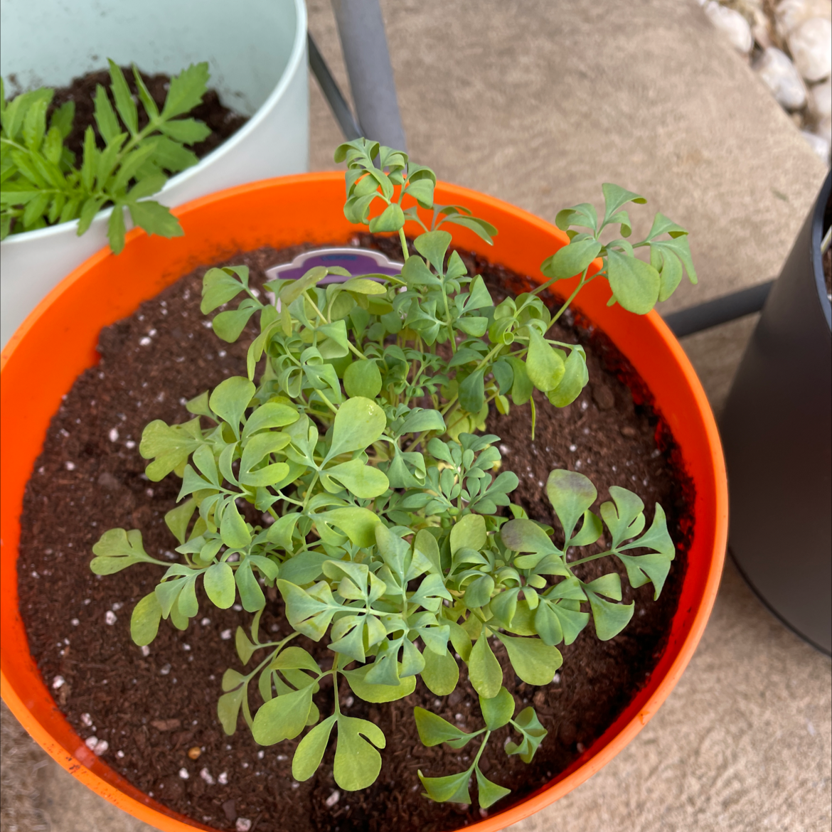 10 Advantages of Having a Common Rue