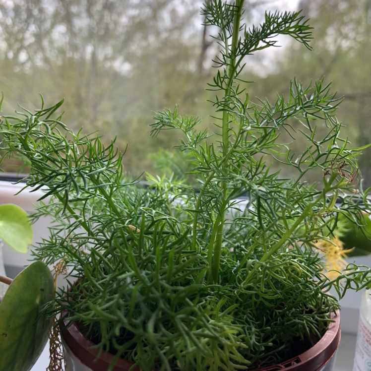 Clementia | A plant by Plant parent on Greg