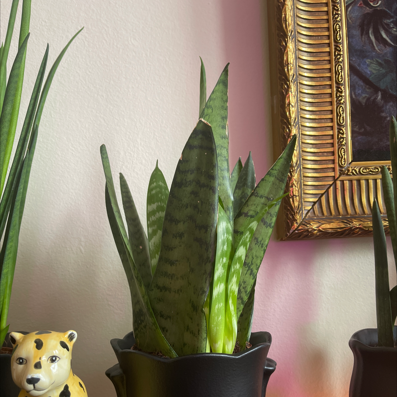 How to Prune Zeylanica Snake Plant