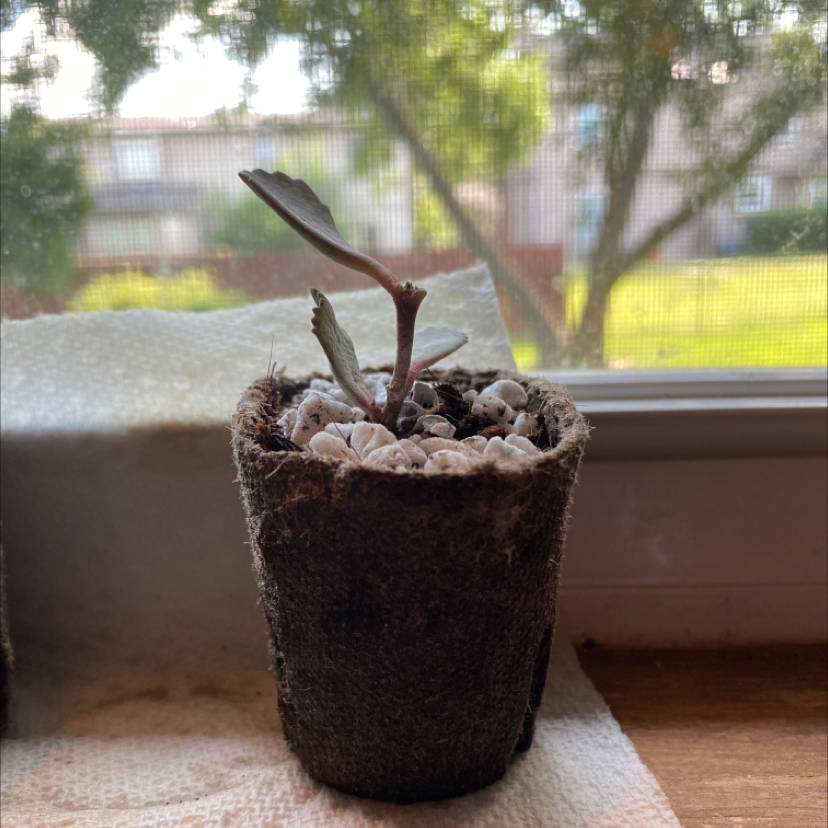 How to Propagate Your Flower Dust Plant