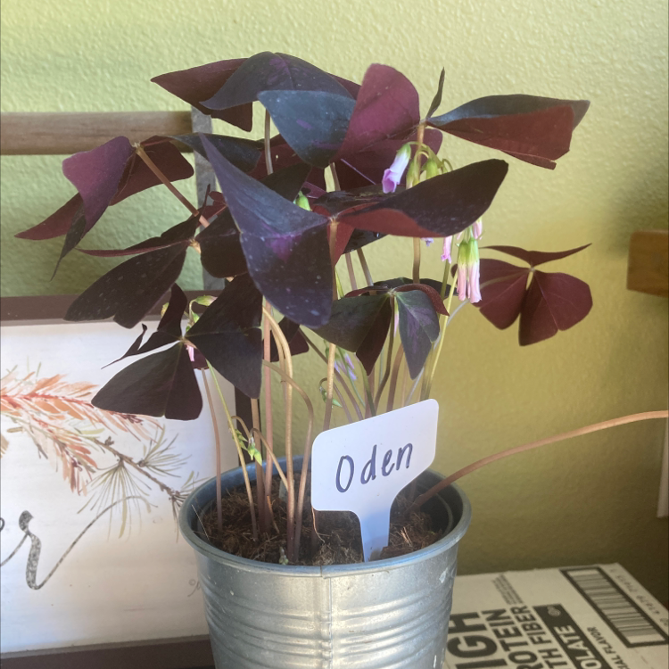 Why Are There Brown Spots on My Purple Shamrocks?