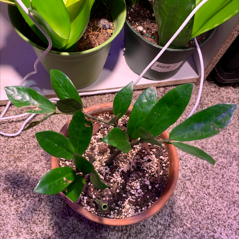 10 Benefits Of Having A Zz Plant