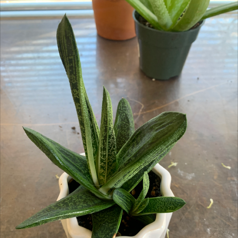 My Ox Tongue's Light Requirements