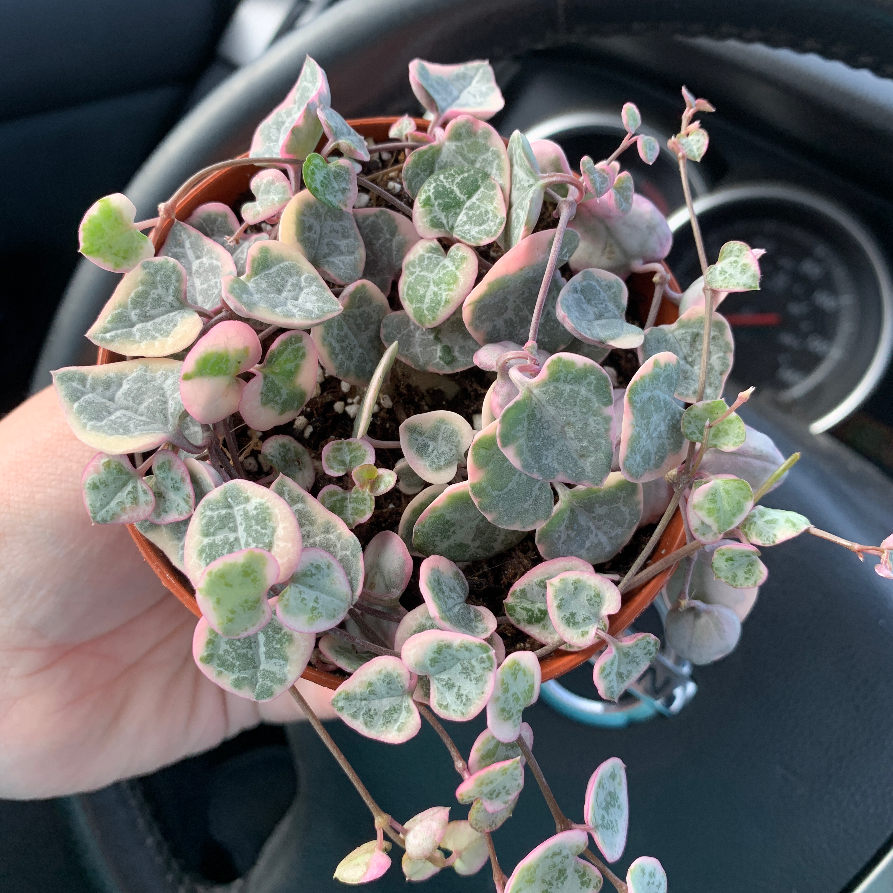 Black Spots on My String of Spades Leaves