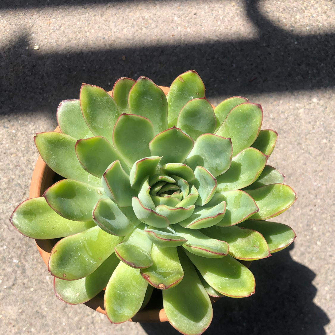 alvaro | A plant by @xltali on Greg