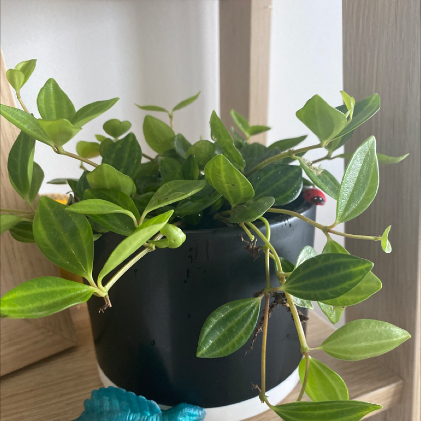 What Do Radiator Plant Flowers Mean?