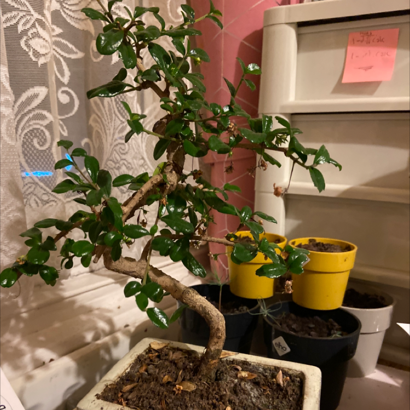 Why Are the Leaves on My Fukien Tea Tree Turning Yellow?