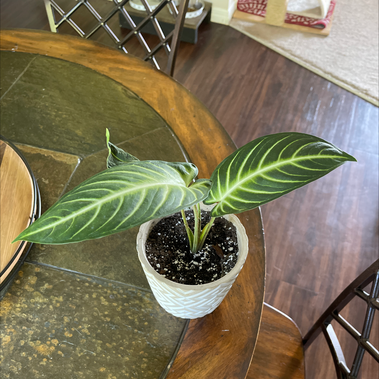 Caladium Lindenii 'Magnificum' Temperature