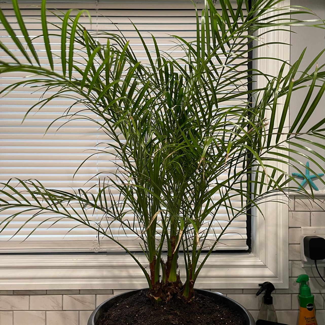 What Do Pygmy Date Palm Flowers Mean?