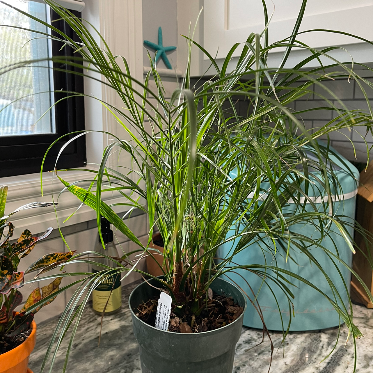 10 Benefits of Having a Pygmy Date Palm