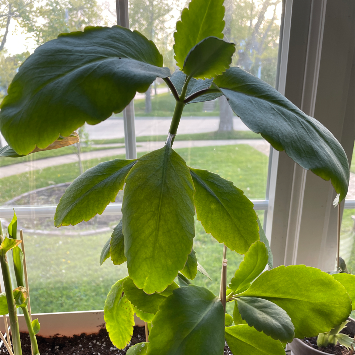 What Does It Mean When Cathedral Bells Blooms?