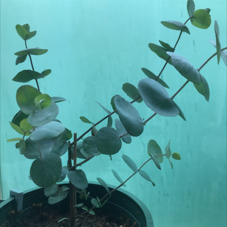 10 Benefits of Having a Silver Dollar Tree