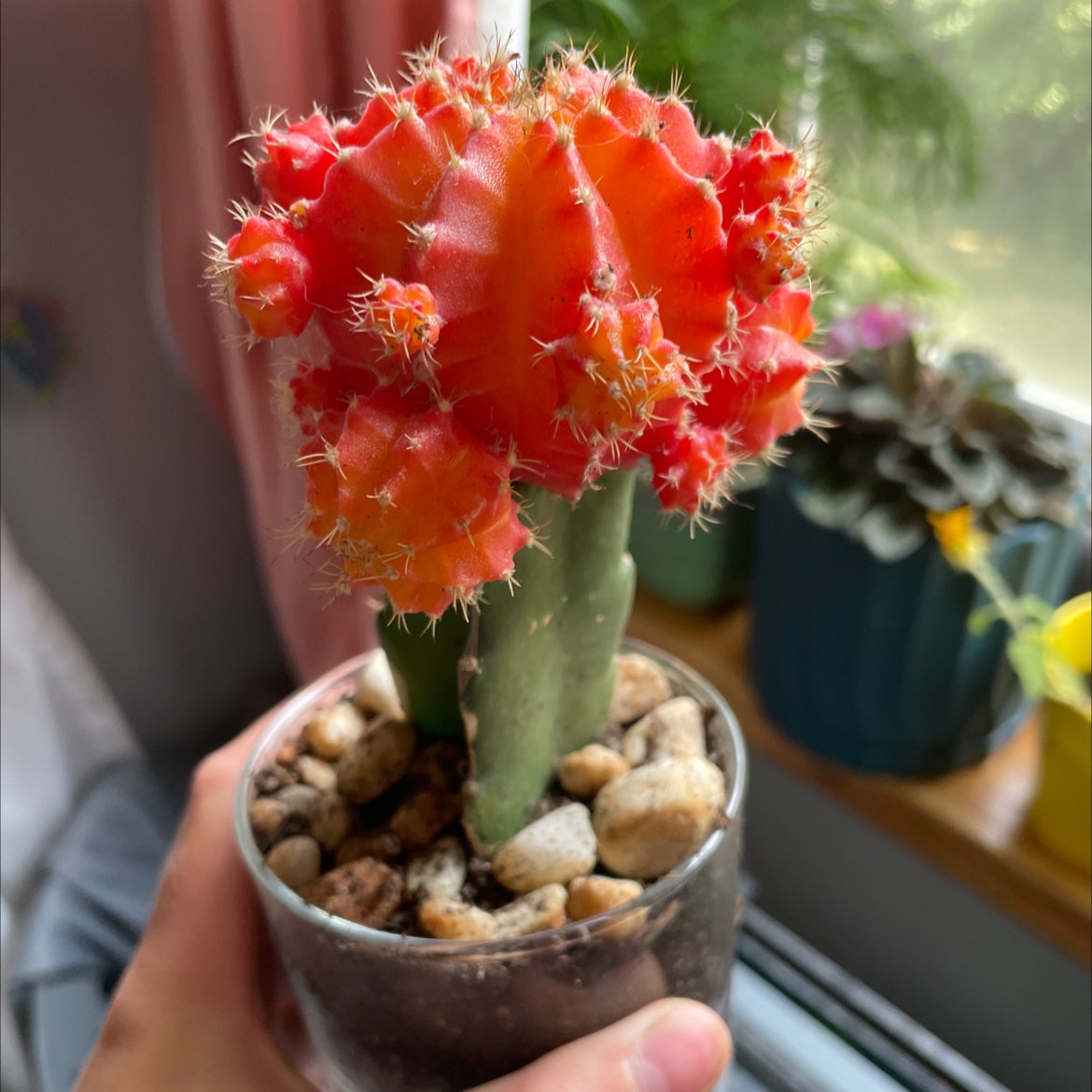 10 Advantages of Having a Moon Cactus