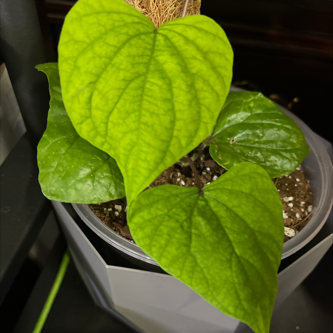 🌜 Why Are There Brown Spots on My Moonflower Leaves?