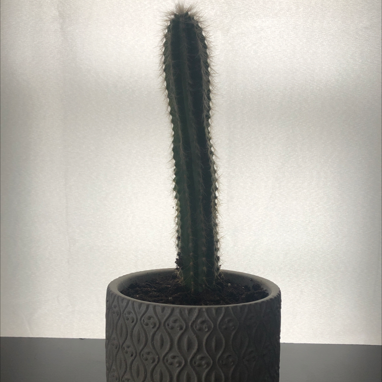 🌡 What Is A Good Temperature Range For My Peanut Cactus?