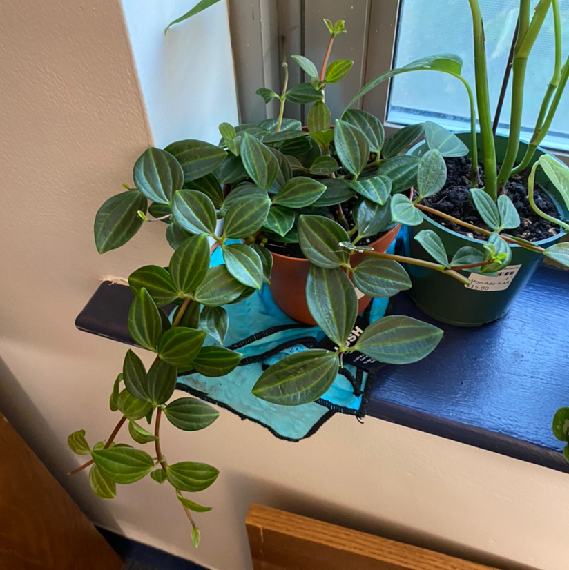 Best Soil for Radiator Plant