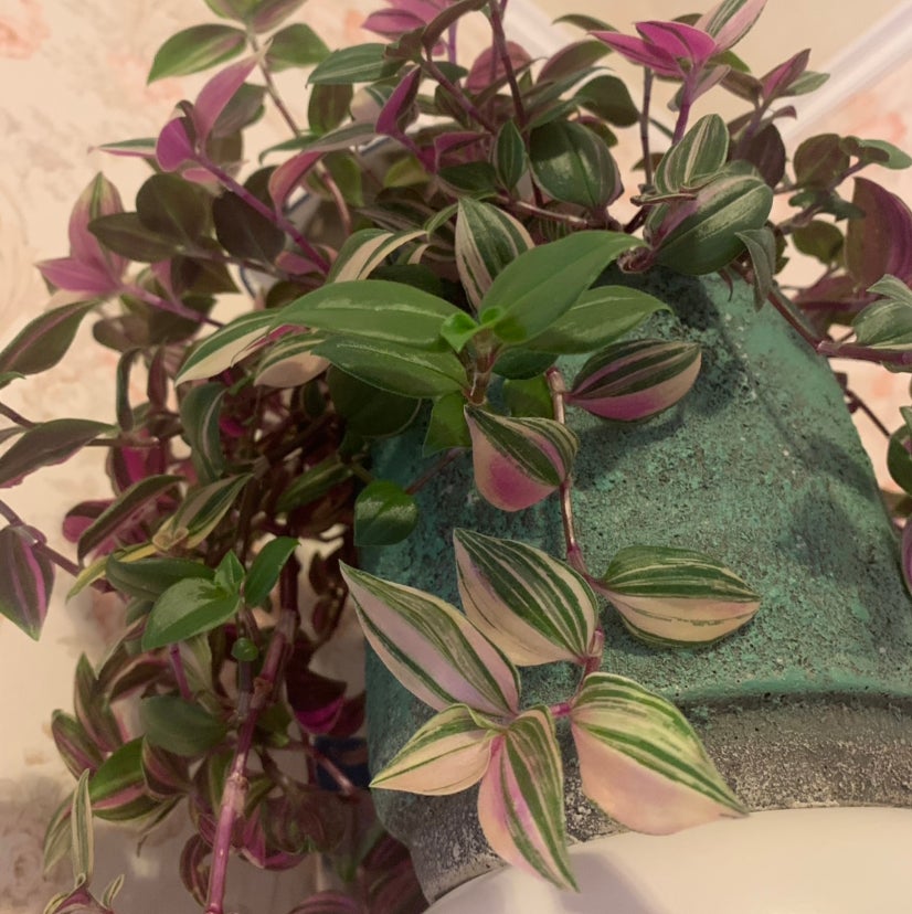 lilac tradescantia root rot Solutions