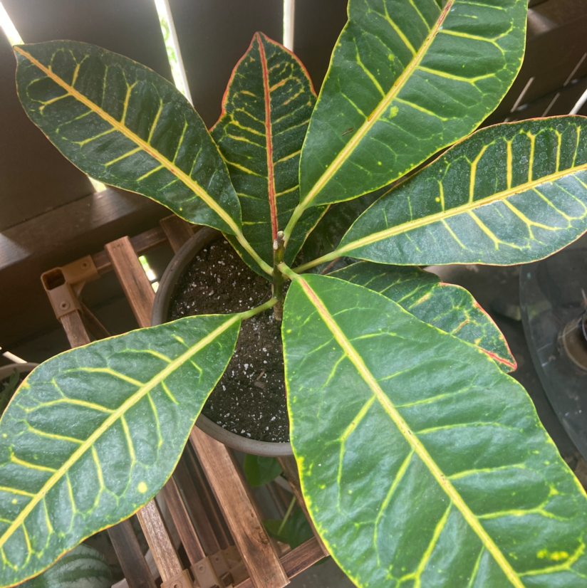 Best Soil Potting Mix for Croton Tamara