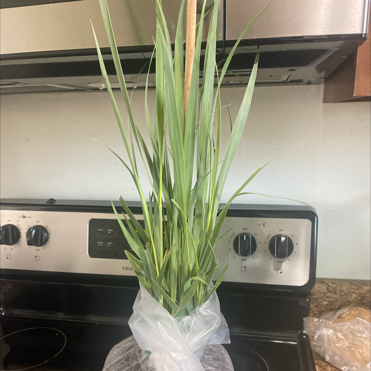 Propagating Your Lemon Grass: Step-by-Step Guide