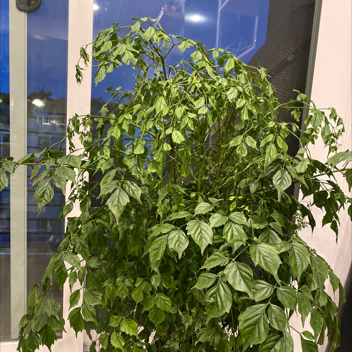 10 Advantages Of Having A China Doll Plant