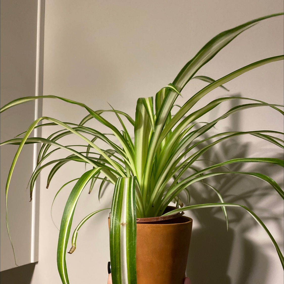 What To Do About 🕷️ Spider Plant Leaves Curling