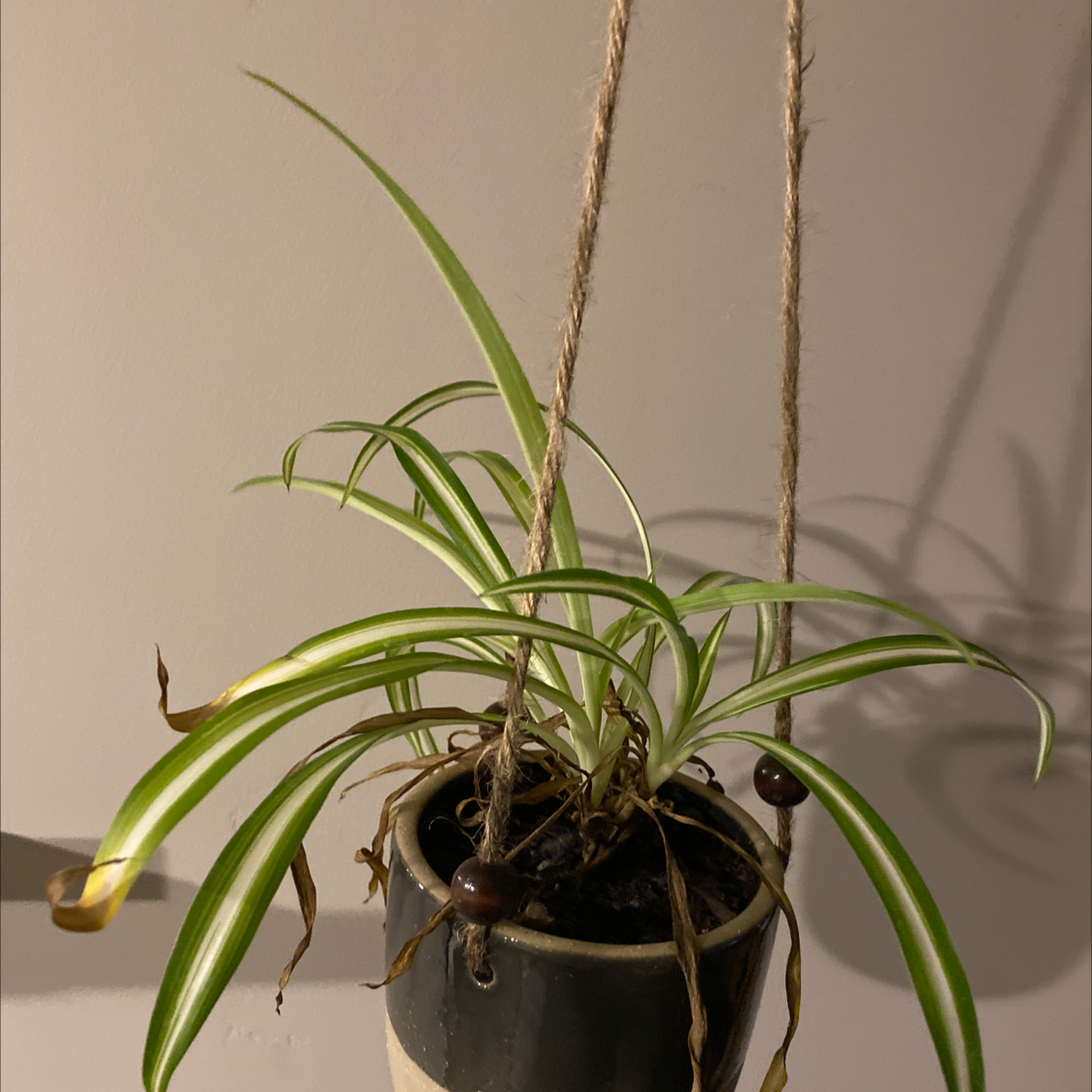 🕷 Why Are My Spider Plant Leaves Droopy?