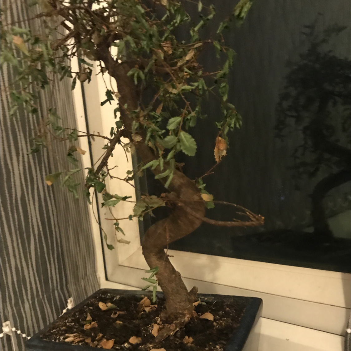 Why Are My Chinese Elm Leaves Dropping?