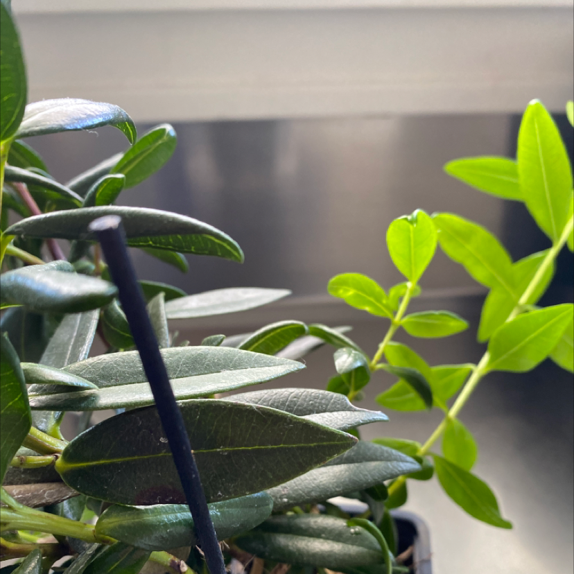 🌞 How Much Sunlight For Your Common Myrtle