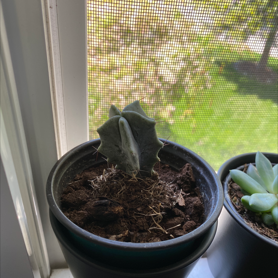 The Complete Blue Myrtle Cactus Plant Care Guide: Water, Light & Beyond