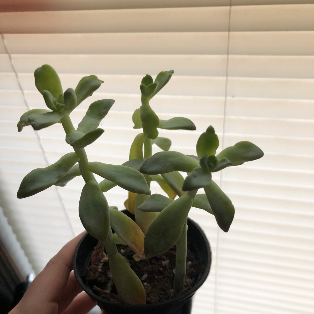 Why Are My Pig's Ear Leaves Droopy?