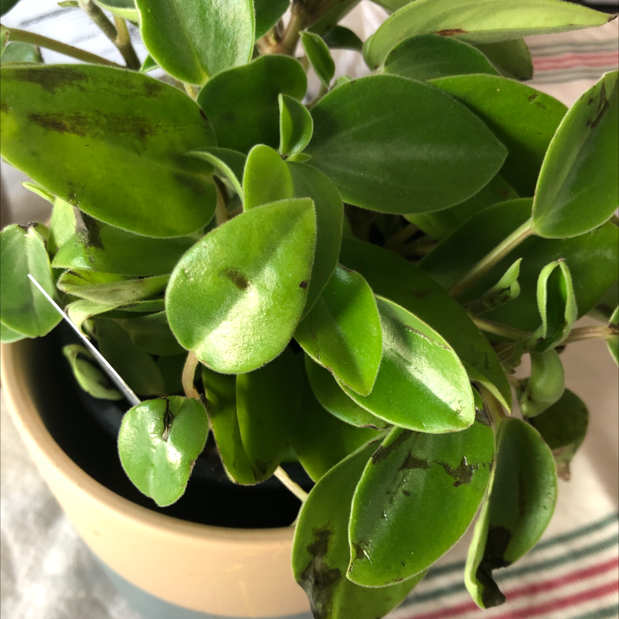 😢 Why Are There Black Spots On My Teardrop Peperomia Leaves?