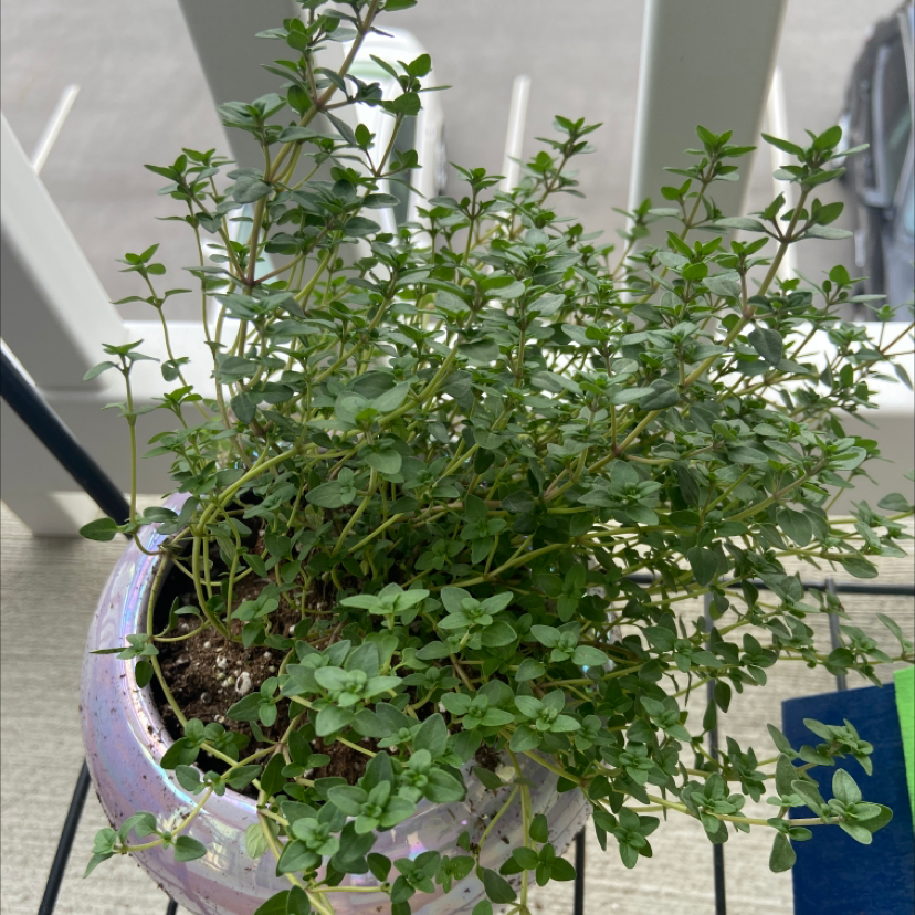 Common Thyme Problems