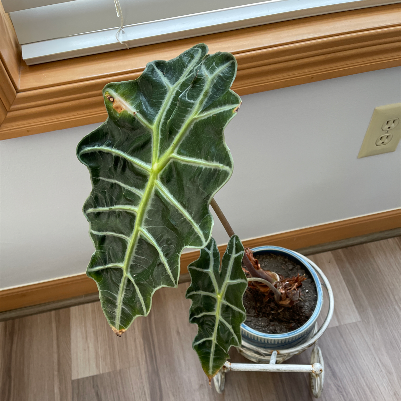 Alocasia Polly Plant - Fertilizing 101