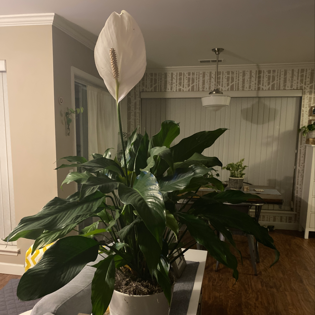 🔧 How To Fix Peace Lily Leaves Drooping