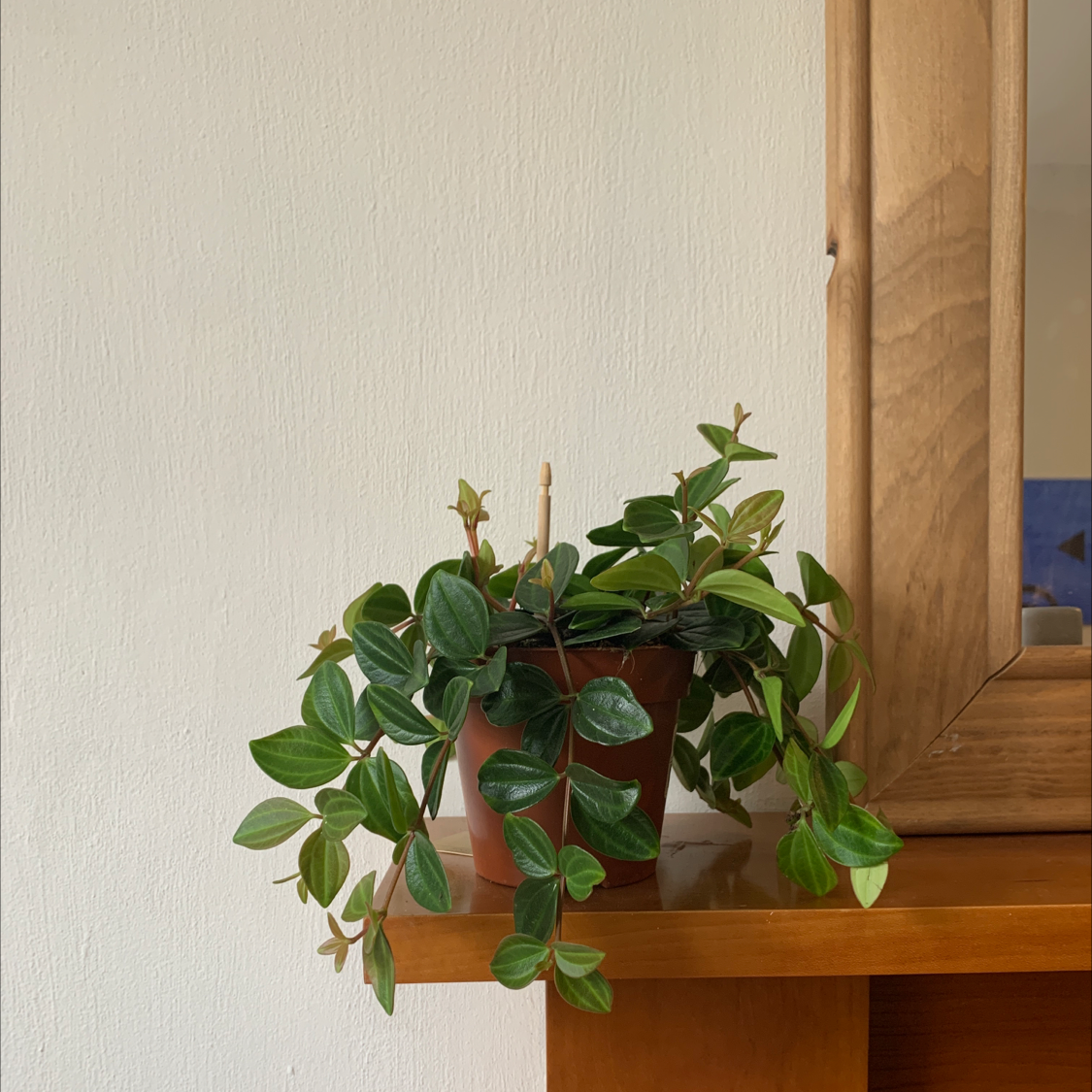 10 Advantages of Having a Radiator Plant