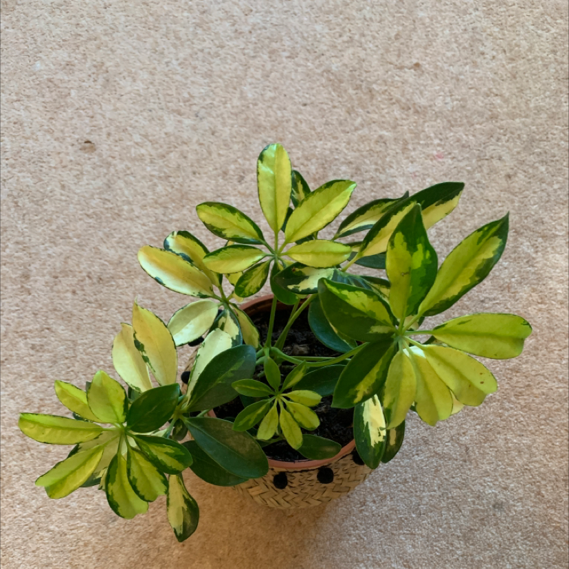 🌞 Does My Variegated Dwarf Umbrella Tree Need Direct Sunlight?