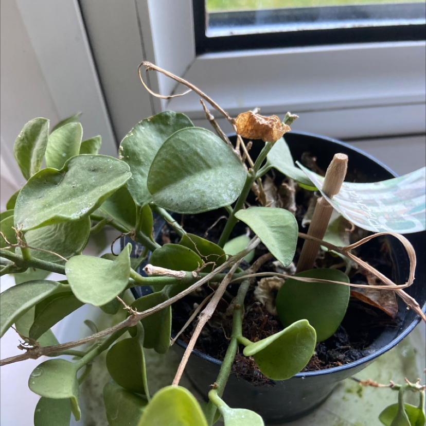 Common Lipstick Plant Problems