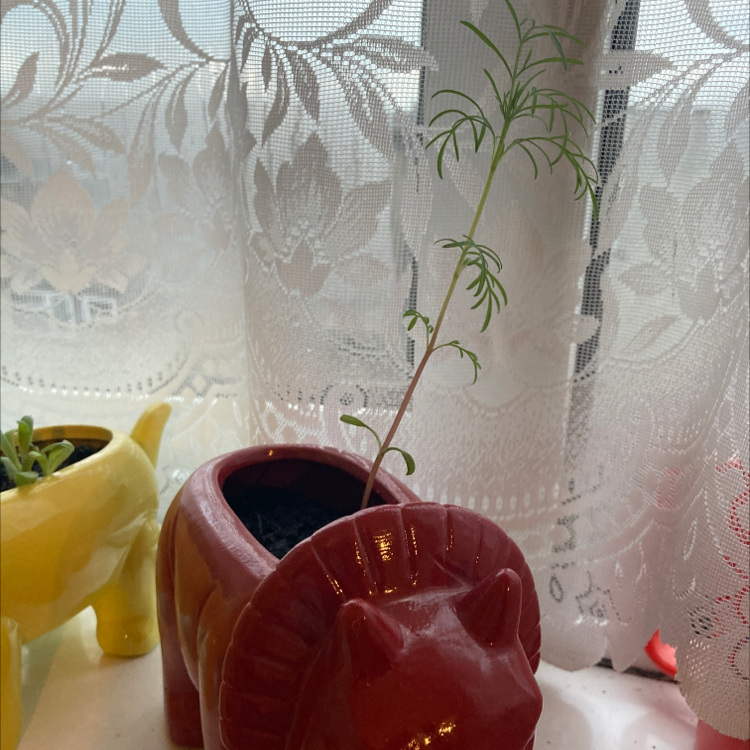 Propagating Your Garden Cosmos: Step-by-Step Guide