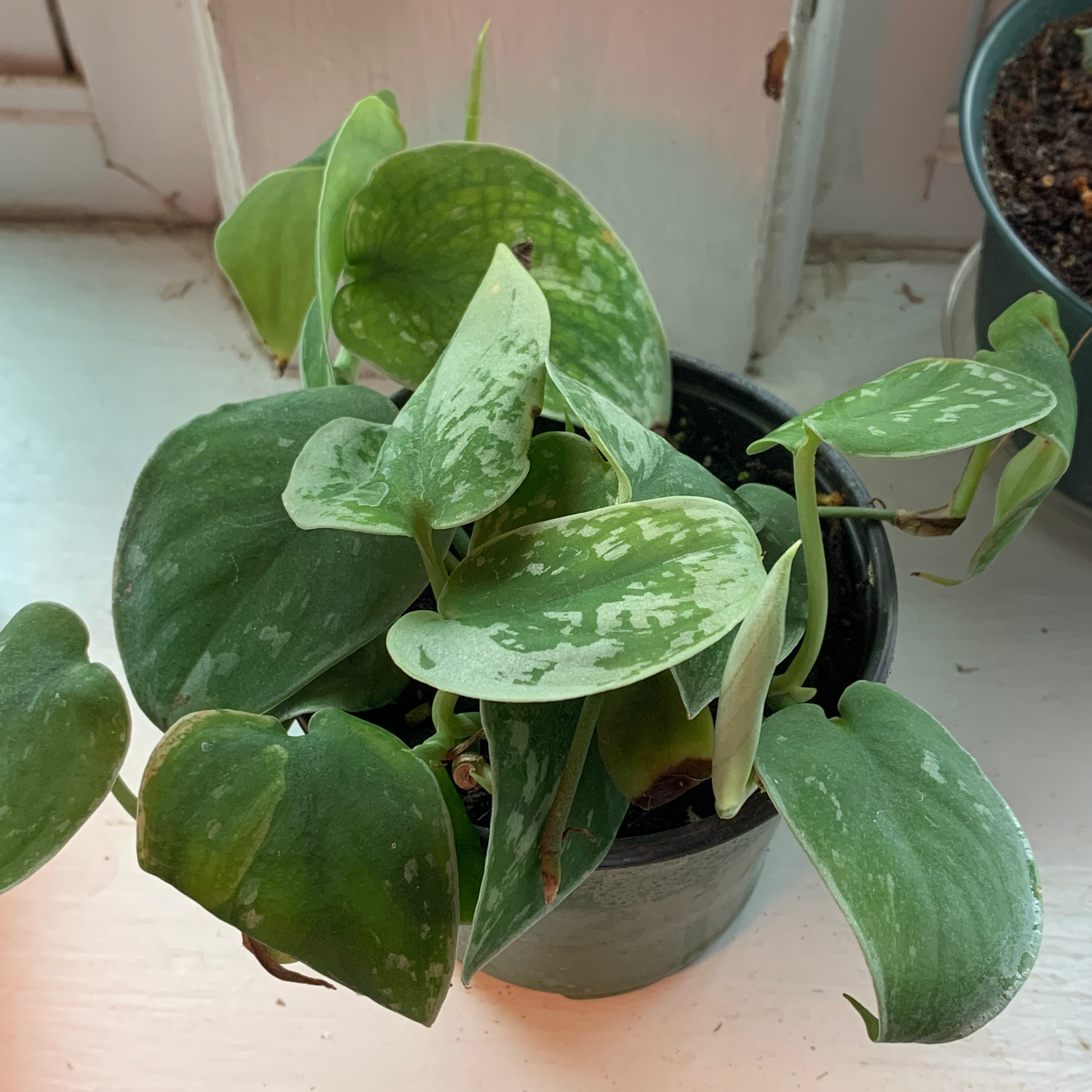 Best Soil for Silver Anne Pothos