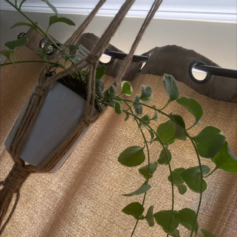 Your Variegated Vinca Vine's Light Needs