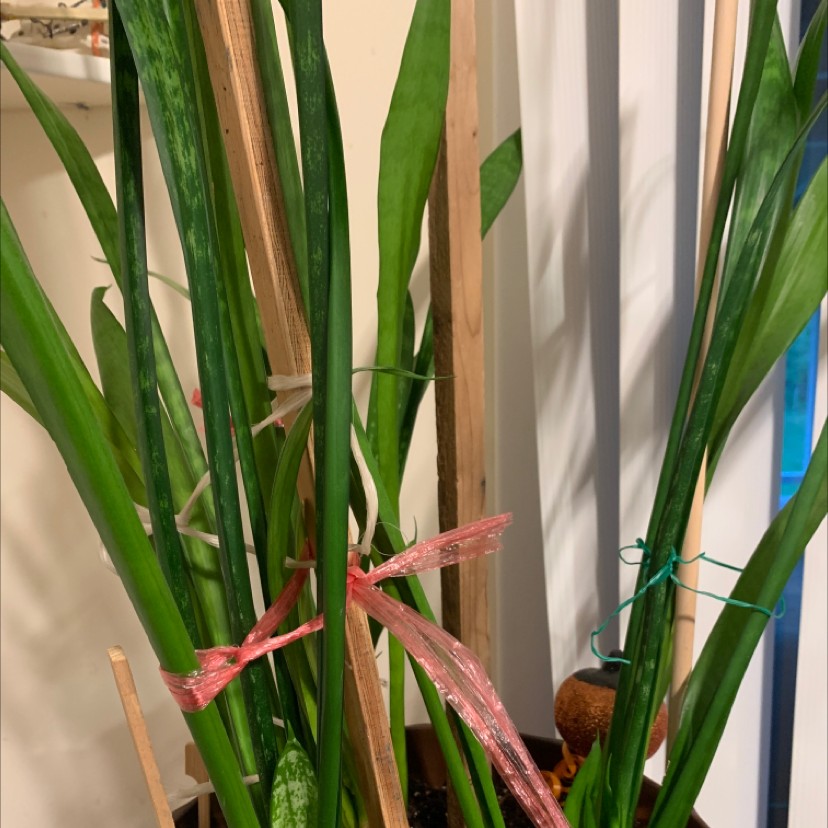 💧 How Do I Fix sansevieria 'fernwood' root rot?