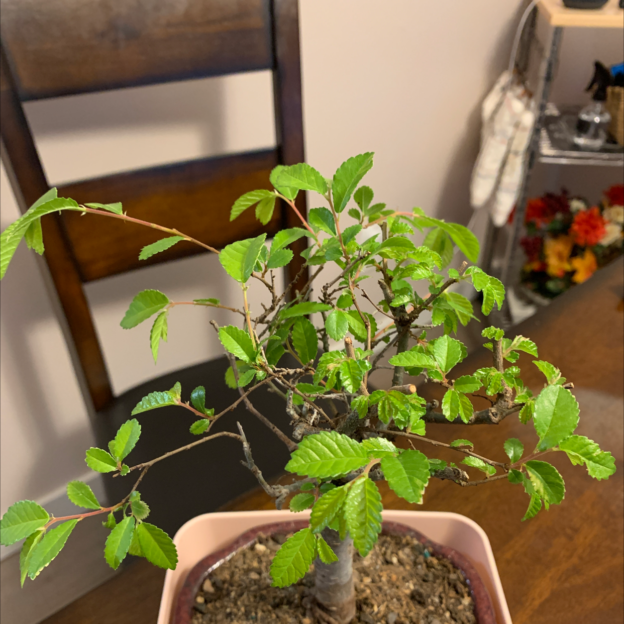 Why Are My Chinese Elm Leaves Dropping?