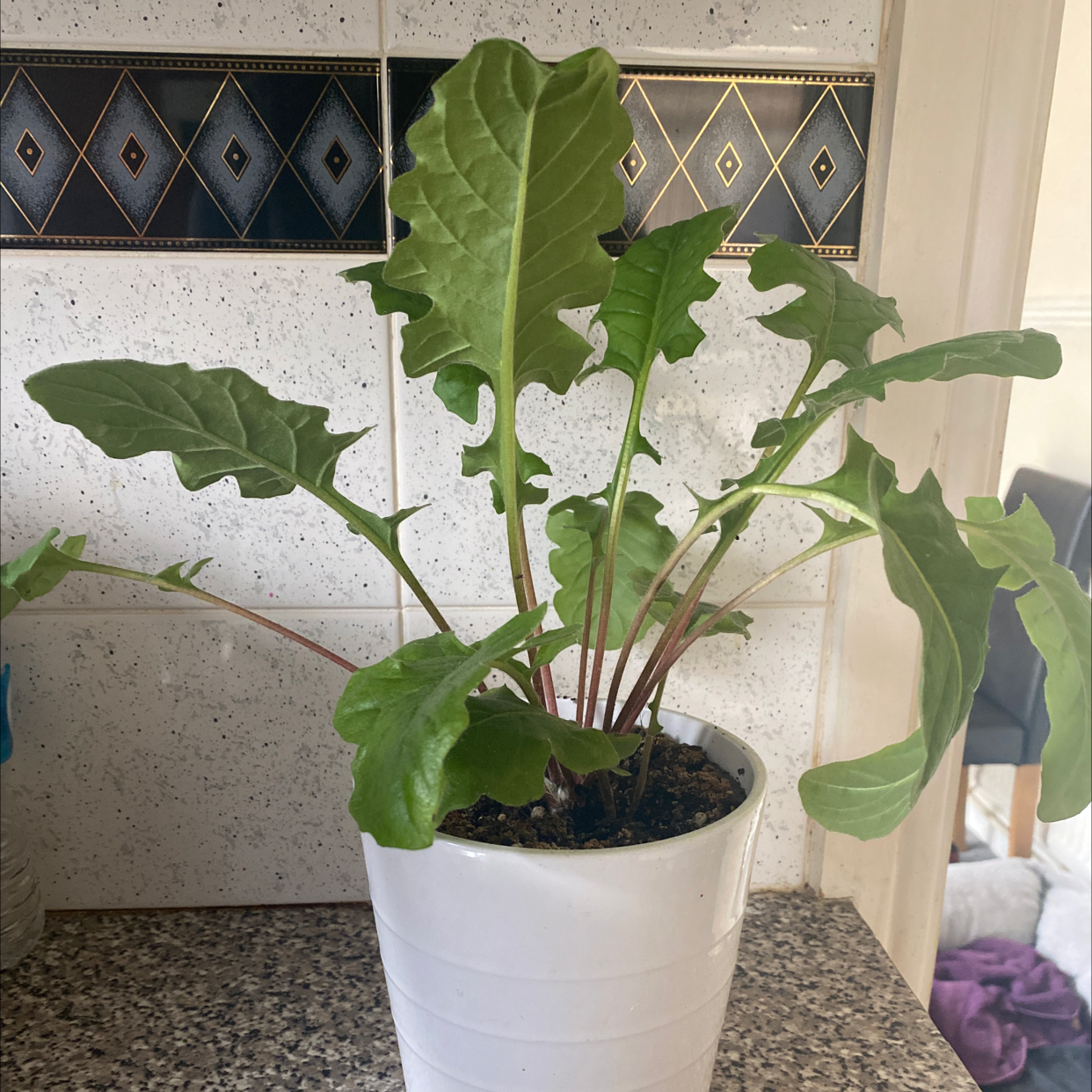 Common Common Beet Problems