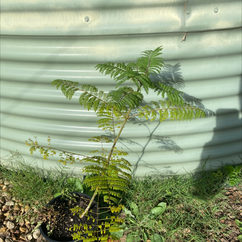 10 Benefits of Having a Jacaranda