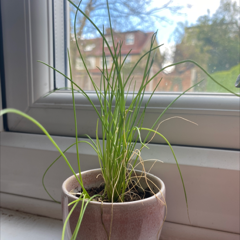How Do I Fix Wild Chives Root Rot?