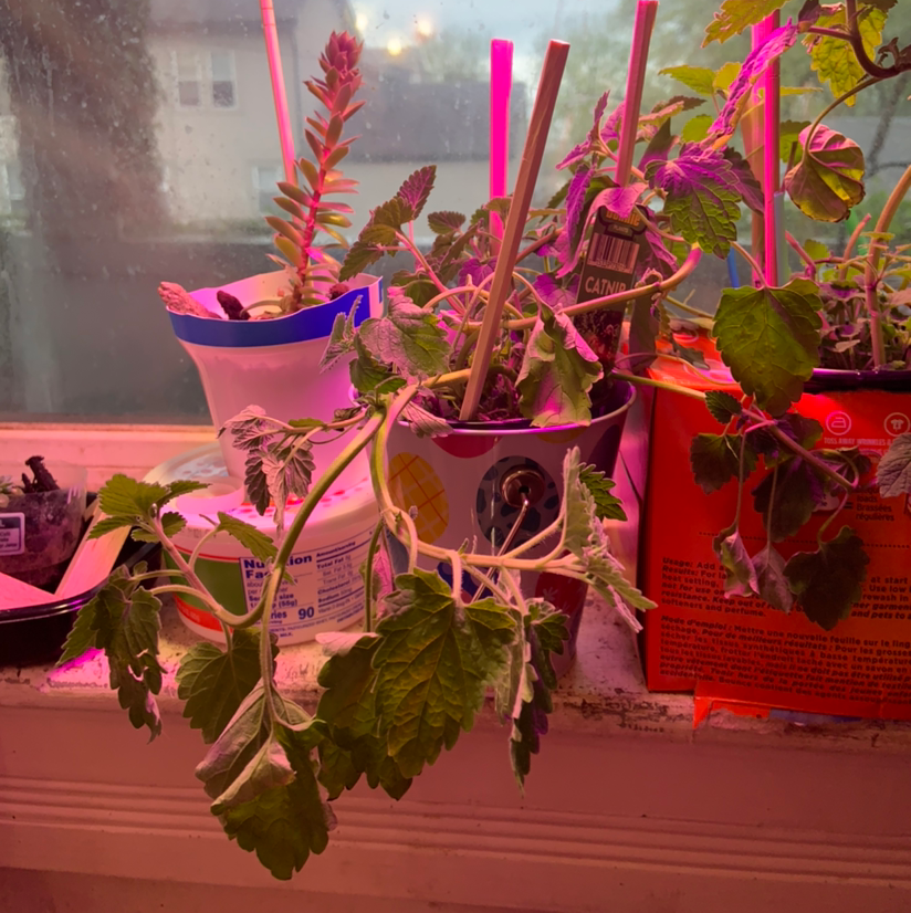 How Can You Tell If A Catnip Is Dying? 🐱