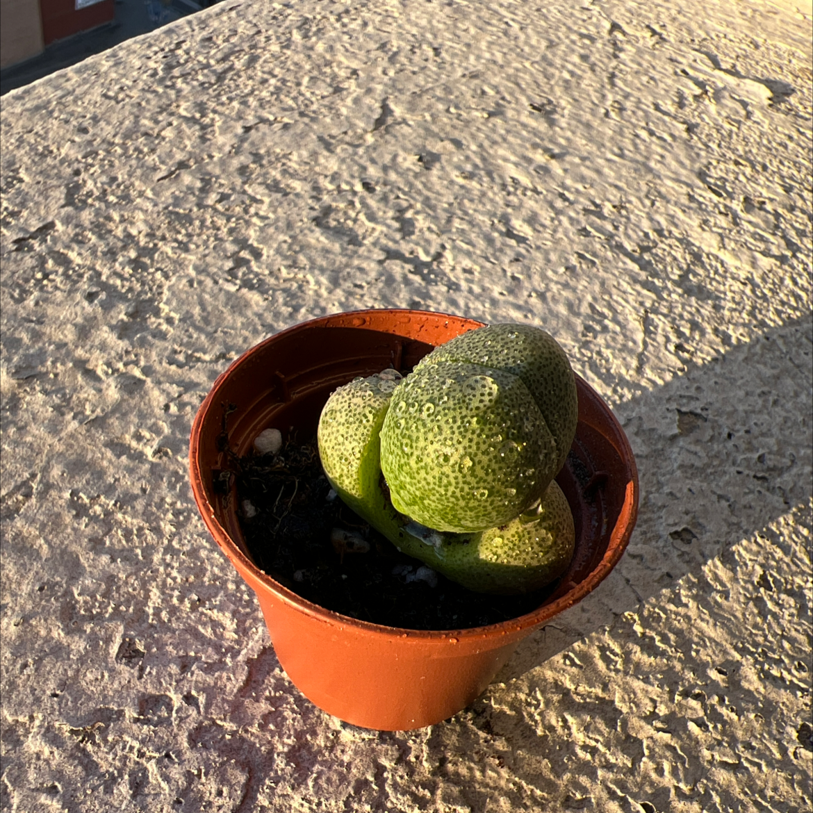 🪨 What Is The Best Way To Water a Lithops?